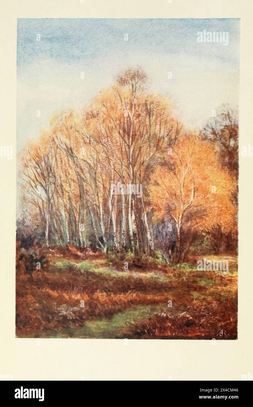 Birches on the Brockenhurst Road, near New Park. November The New ...