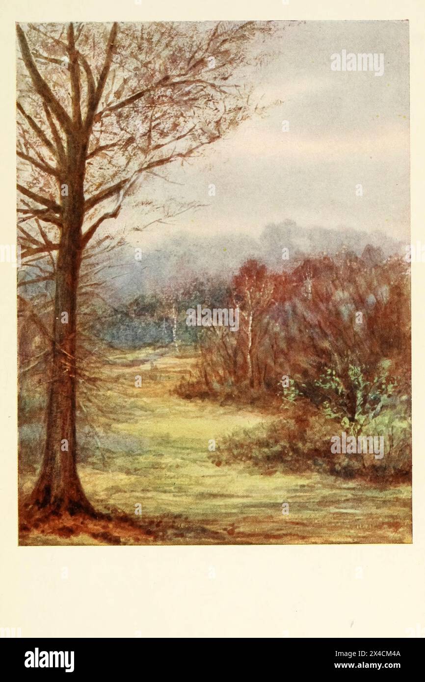 A Peep on the Brockenhurst Road. Early Spring The New Forest by ...