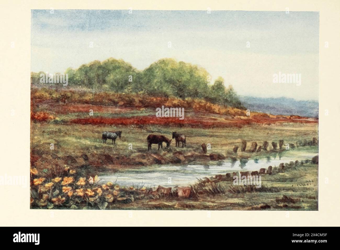 Matley Wood and Bog, from Matley Passage The New Forest by Rawnsley ...