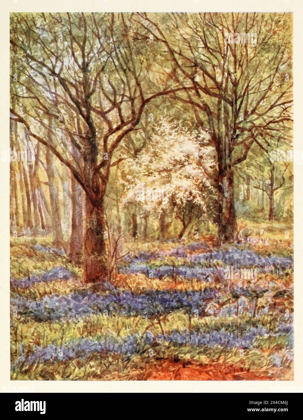 Bluebells in the Oak Wood. May The New Forest by Rawnsley, Alice Julia ...