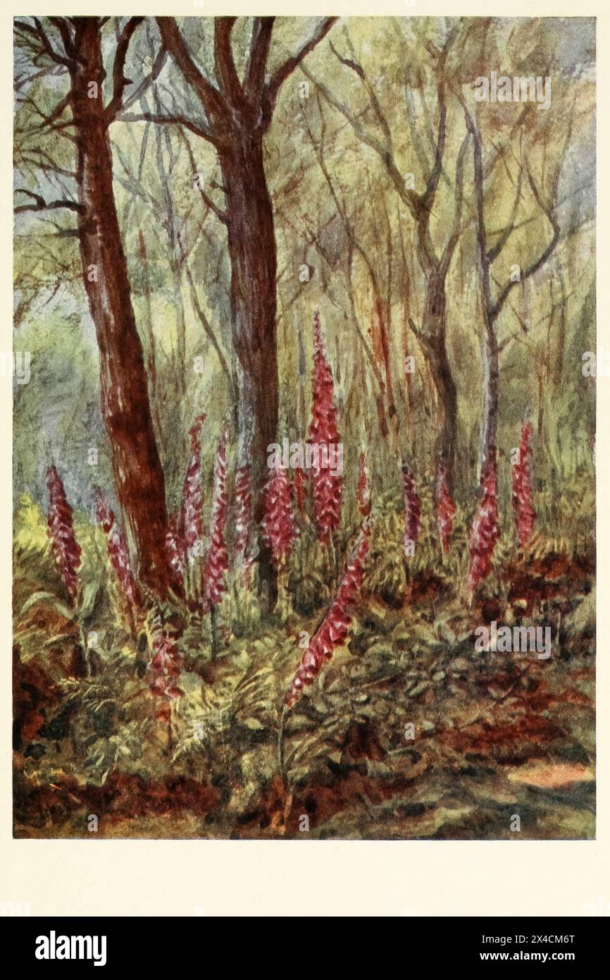 Foxgloves in The Enclosure. June The New Forest by Rawnsley, Alice ...