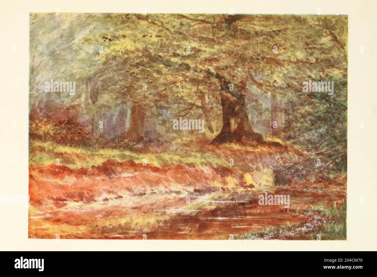 In the Queen's Bower. Midsummer The New Forest by Rawnsley, Alice Julia ...