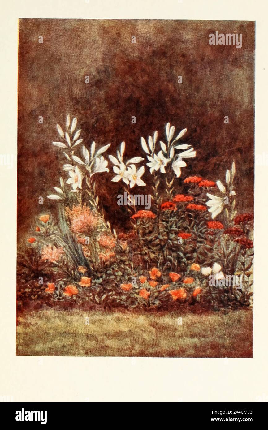 The Lily Border. July The New Forest by Rawnsley, Alice Julia Argles ...