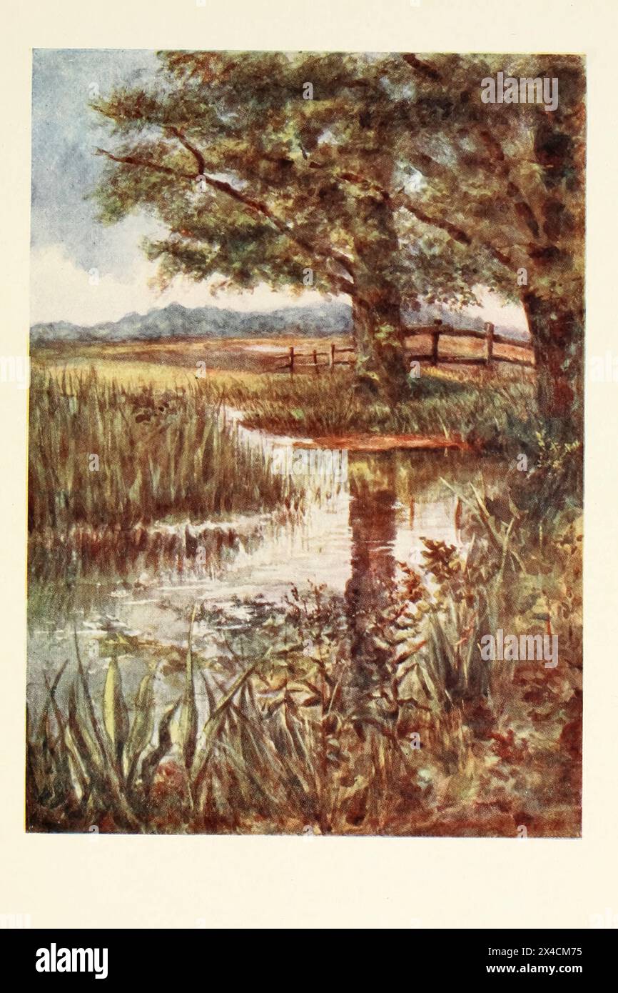 The Pond at Park Hill. July The New Forest by Rawnsley, Alice Julia ...