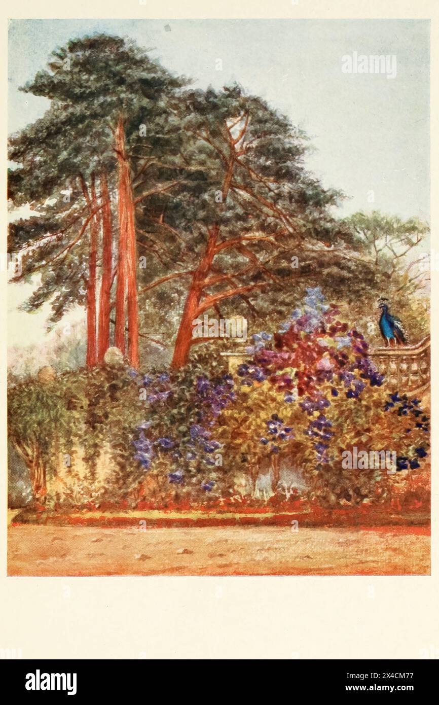 Scotch Firs and Garden Wall at Park Hill. Evening Light The New Forest ...