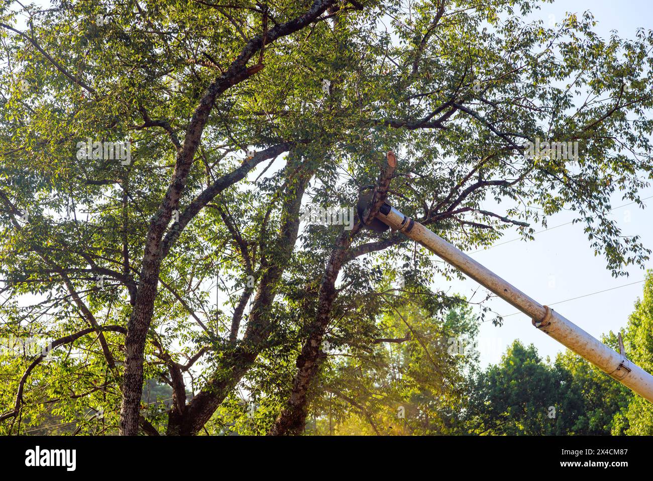 Lumberjacks use telescopic trimming blades to cut branches on trees ...