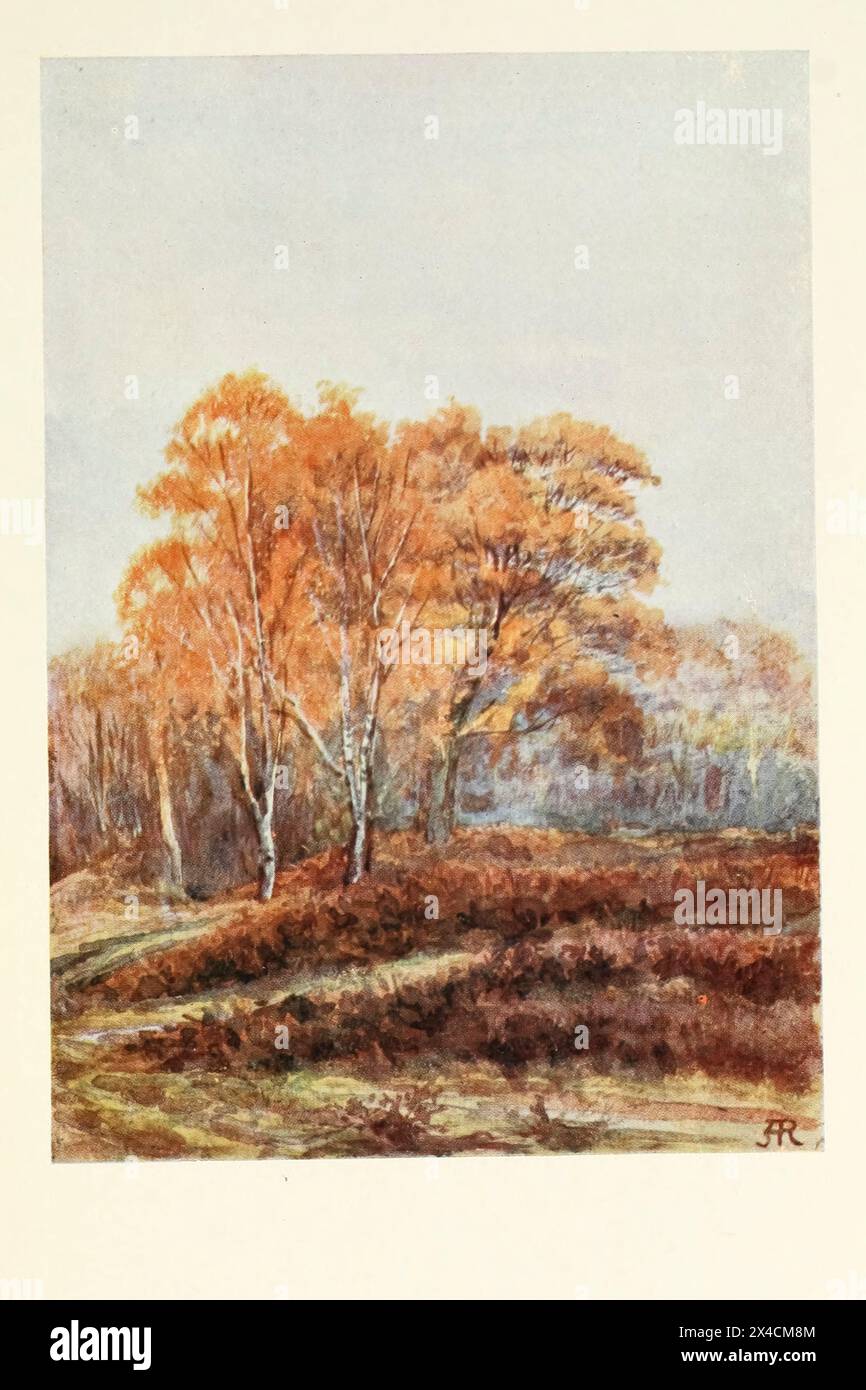 The Birches at Faircrop. Early November The New Forest by Rawnsley ...