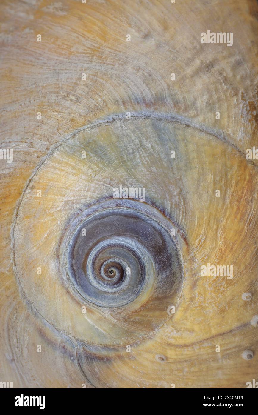 USA, Washington State, Hood Canal. Moon snail shell close- up Stock ...
