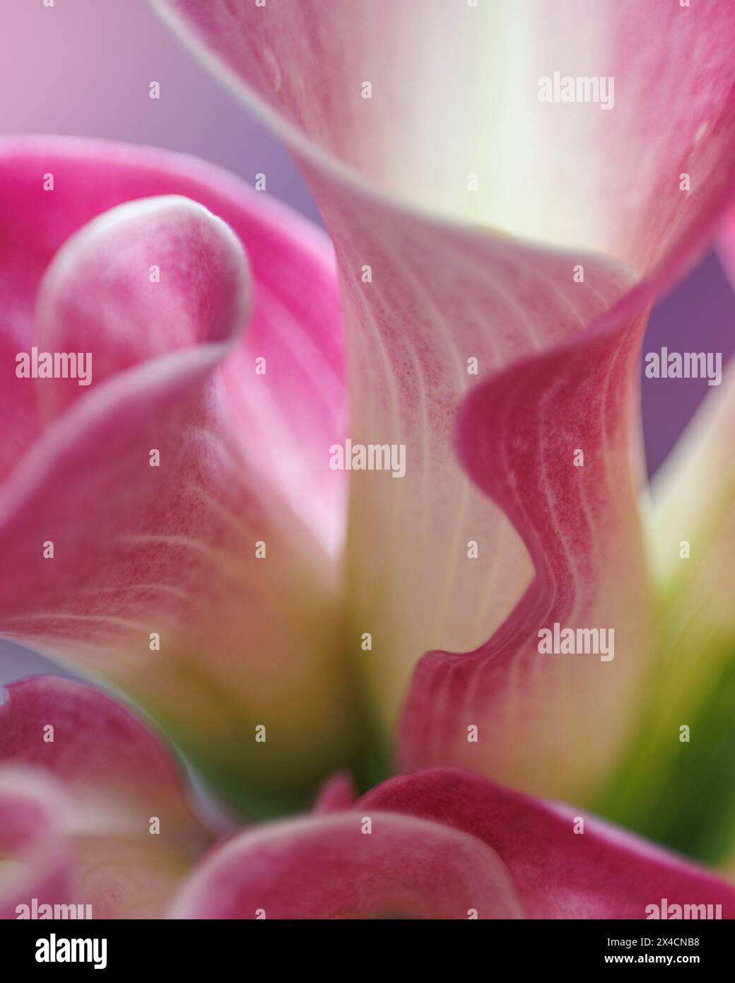 Close up of water lilies hi-res stock photography and images - Alamy