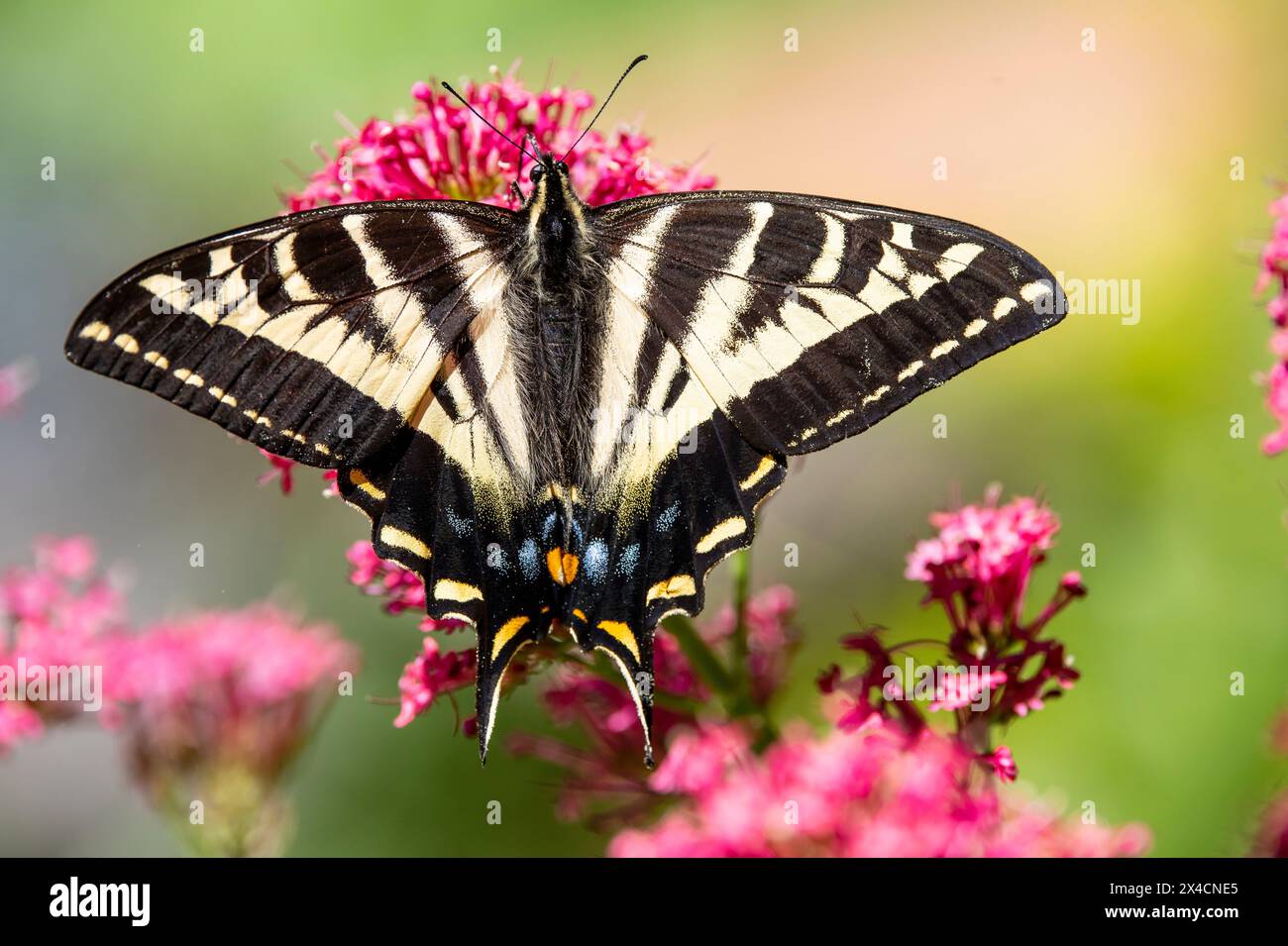 USA, Washington State, Sammamish. Western tiger swallowtail butterfly ...