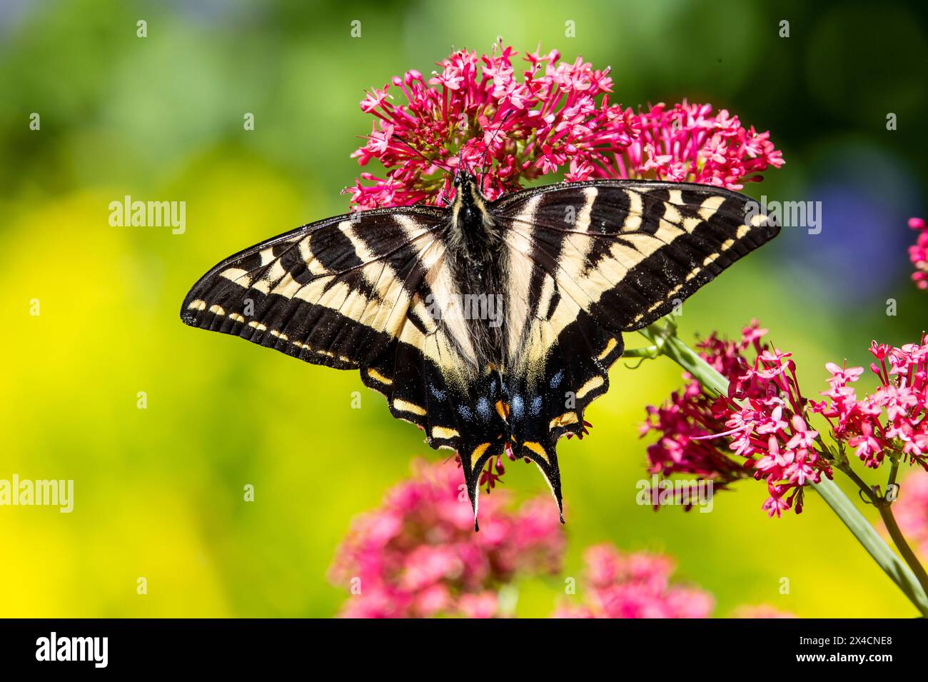 Western tiger swallowtail hi-res stock photography and images - Alamy