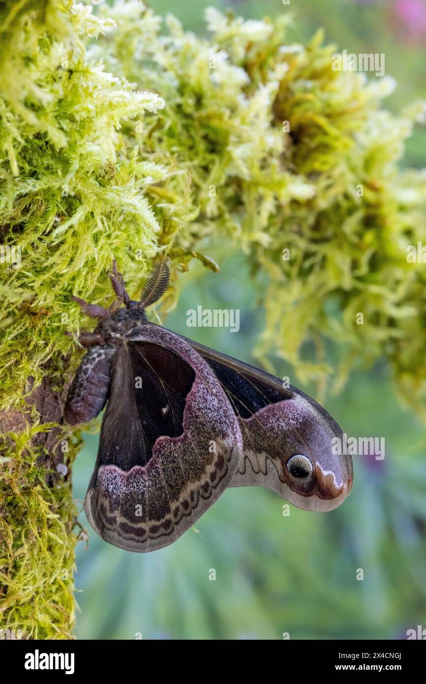 USA, Washington State, Sammamish. Male promethea silk moth on moss ...