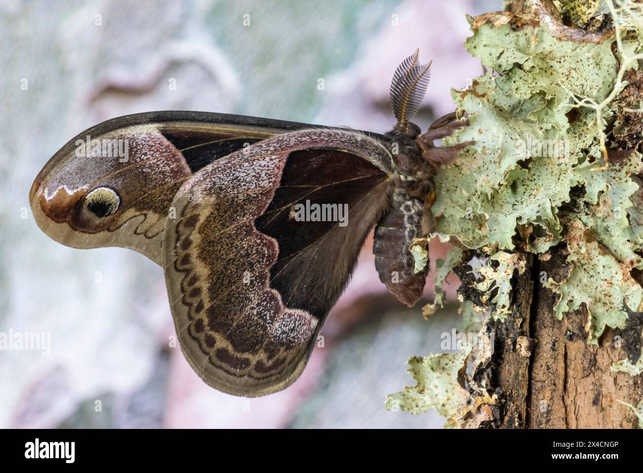 USA, Washington State, Sammamish. Male promethea silk moth on lichen ...
