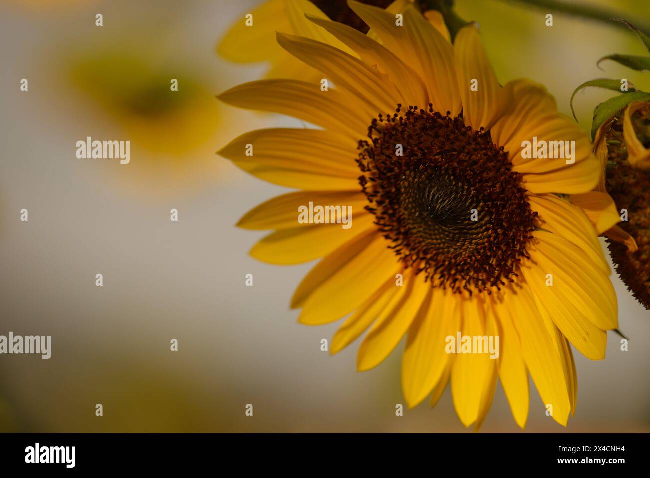 Basking in the golden glow of the sun, a radiant sunflower stands tall ...
