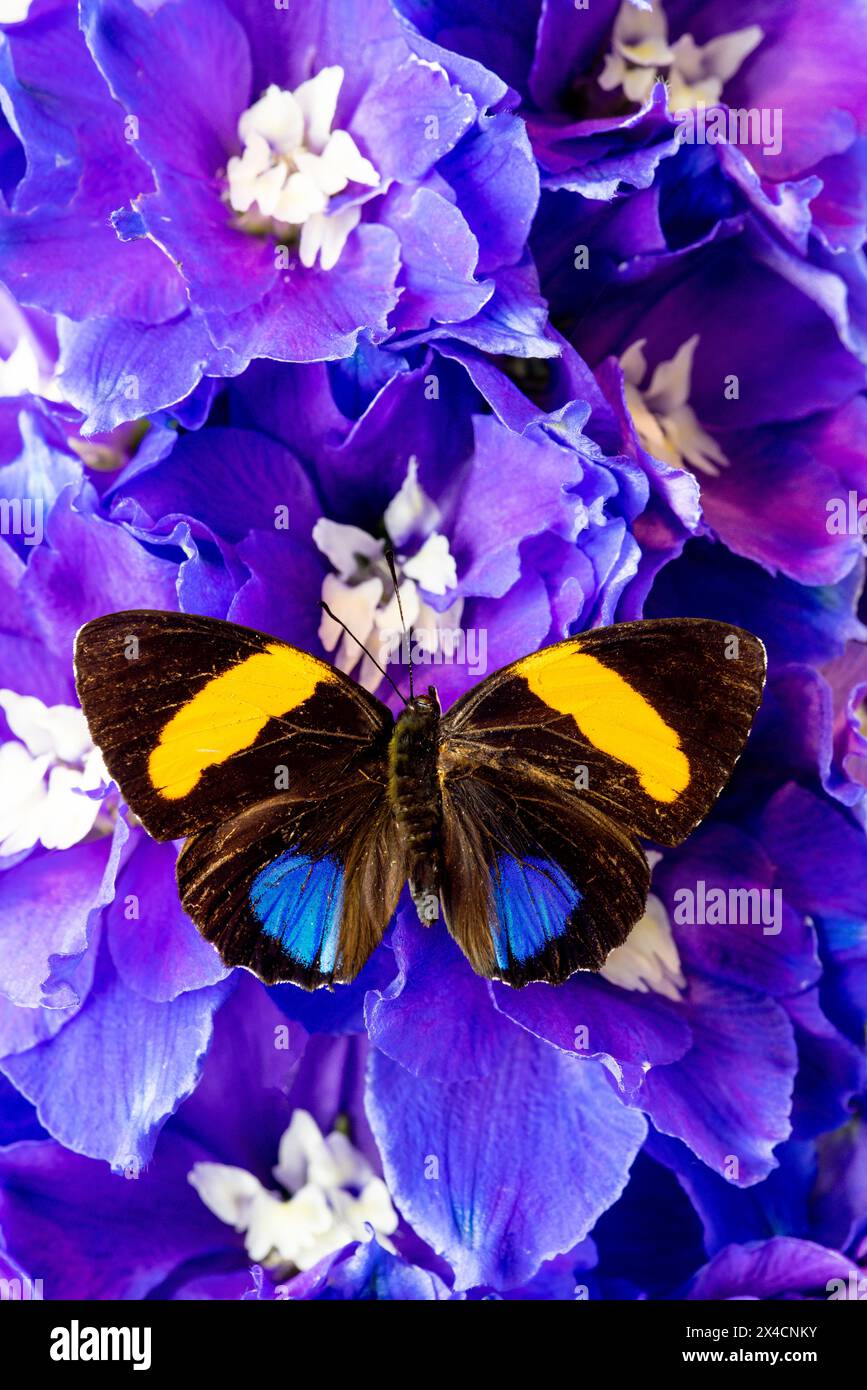 USA, Washington State, Sammamish. Tropical butterfly on delphinium ...
