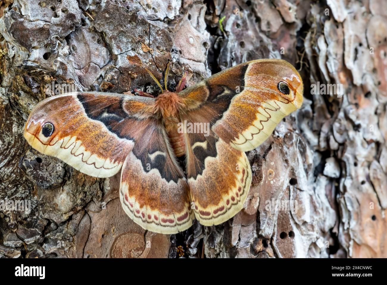Silk moth hi-res stock photography and images - Alamy