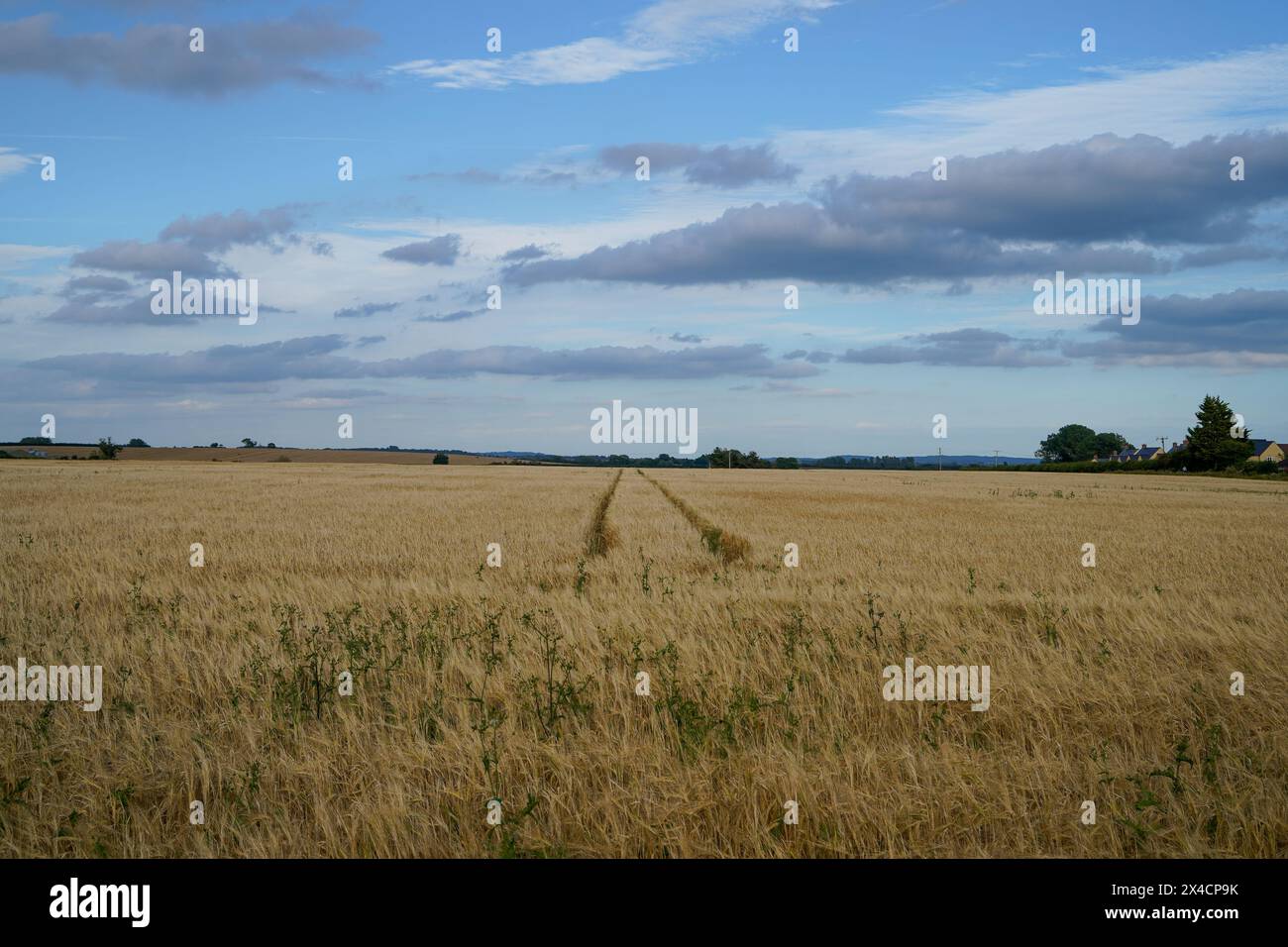 Field tram lines hi-res stock photography and images - Alamy