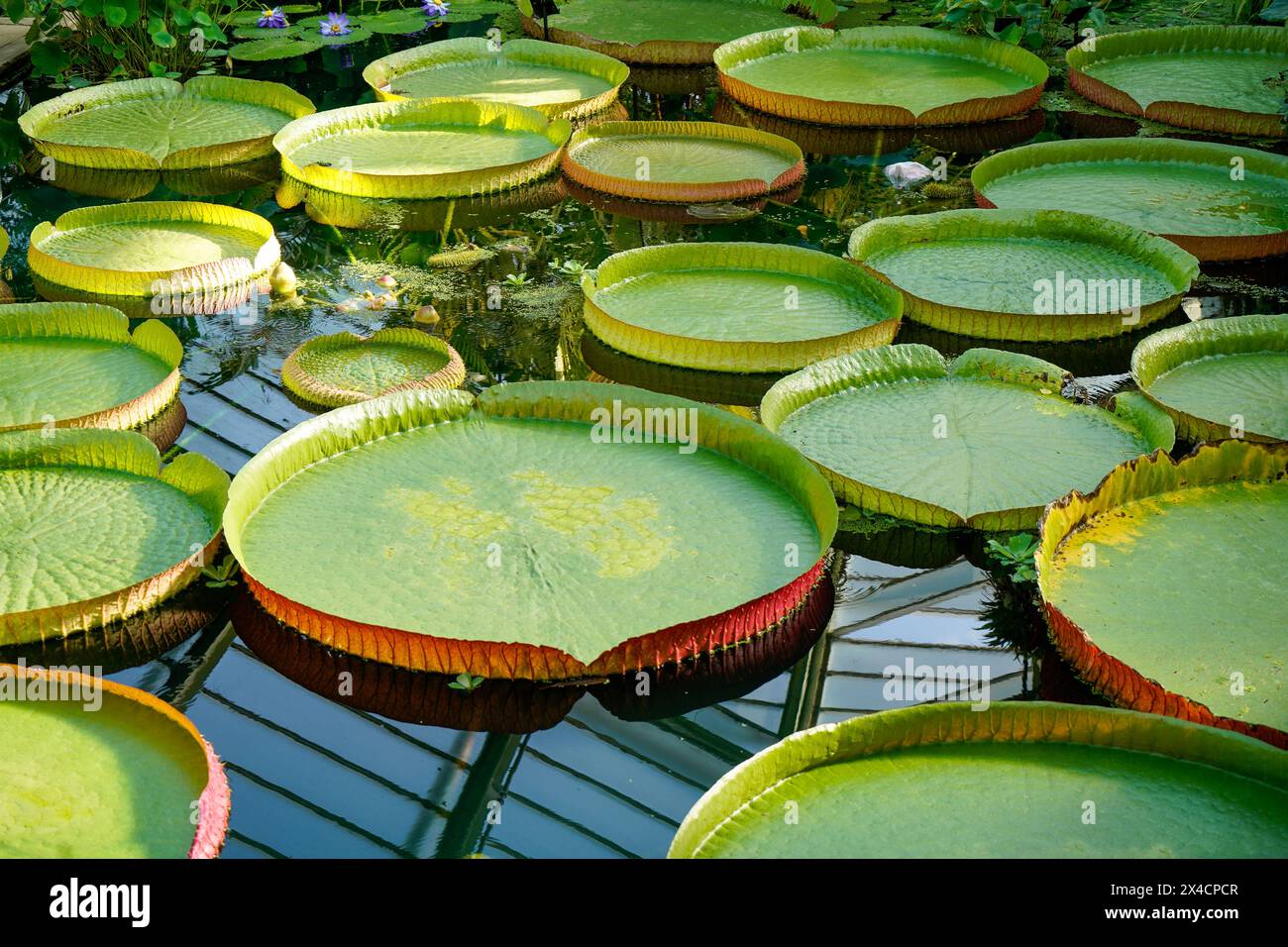 Victoria Amazonica in Kew Gardens Stock Photo - Alamy