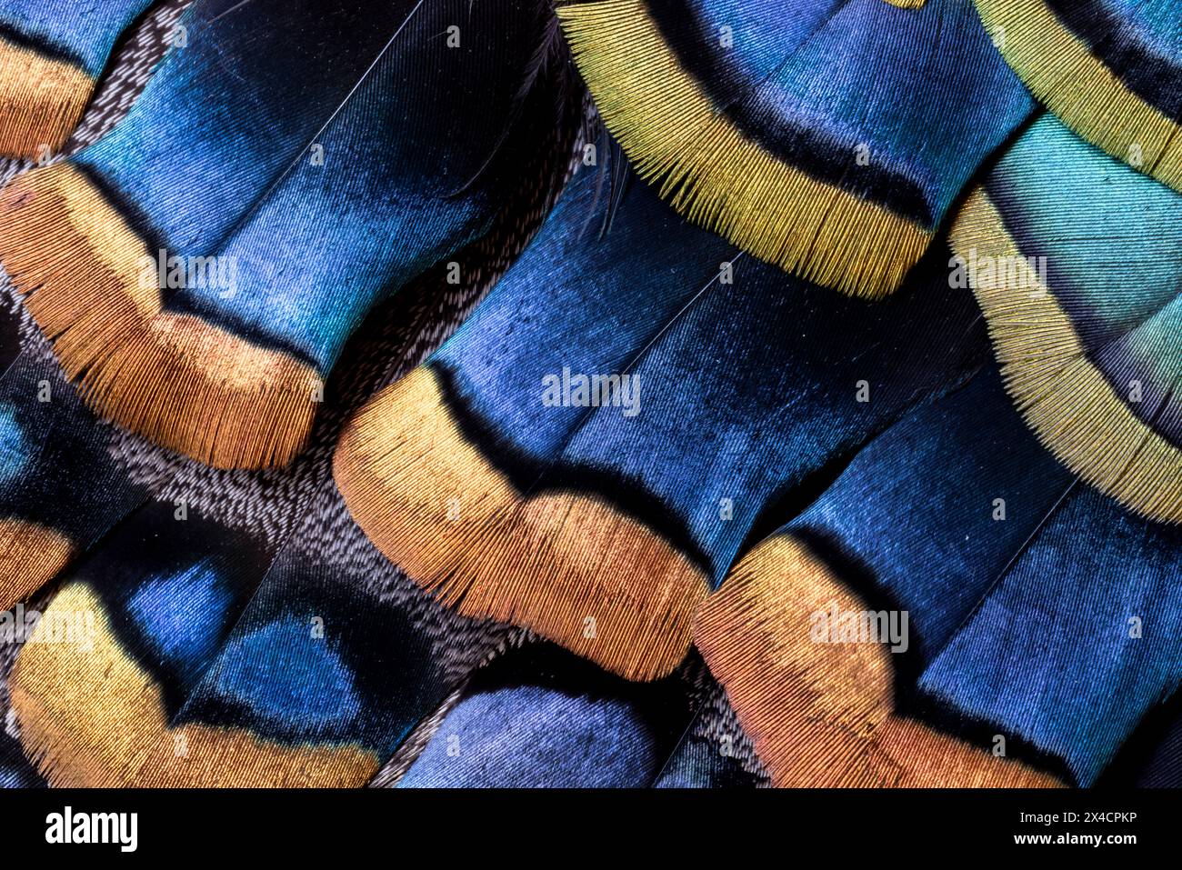 USA, Washington State, Sammamish. Chest feathers of ocellated turkey ...
