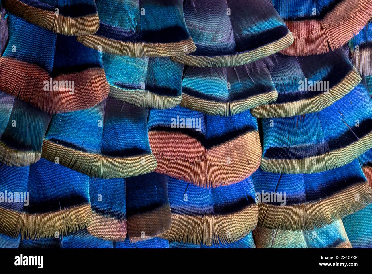 USA, Washington State, Sammamish. Chest feathers of ocellated turkey ...