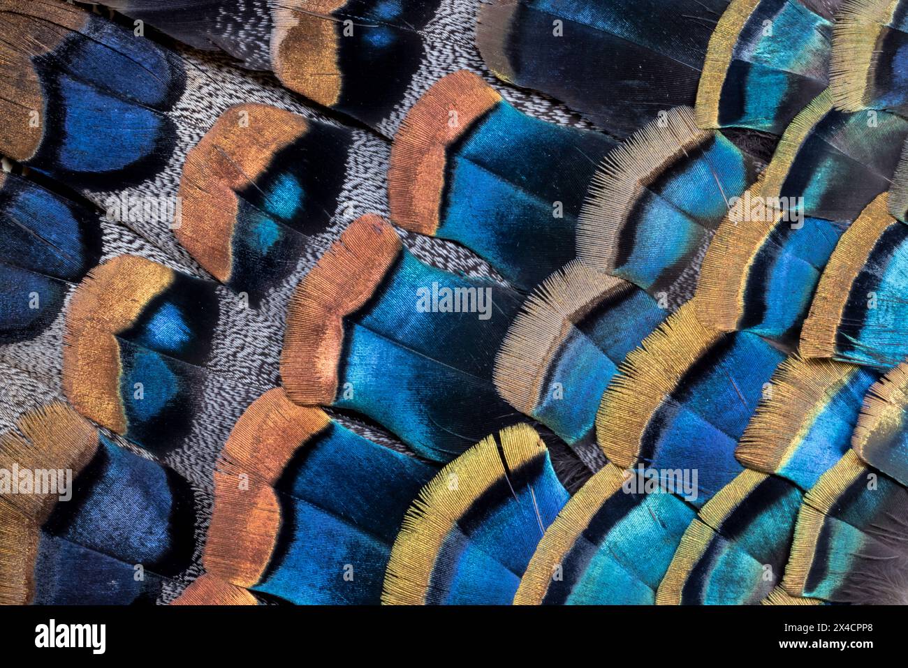 USA, Washington State, Sammamish. Chest feathers of ocellated turkey ...