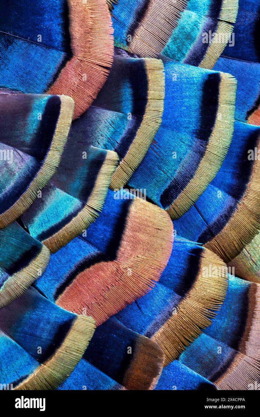 USA, Washington State, Sammamish. Chest feathers of ocellated turkey ...