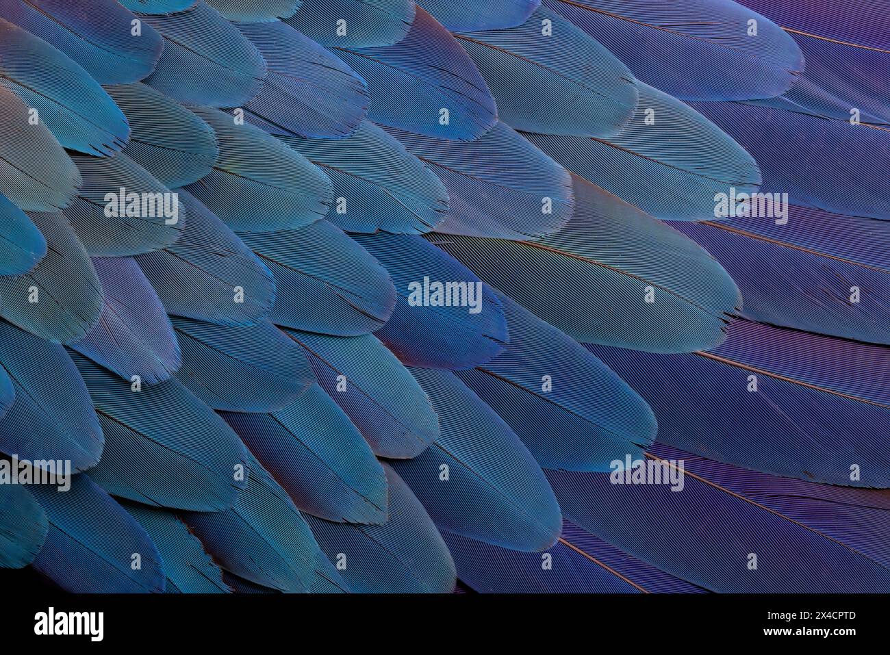 USA, Washington State, Sammamish. Feather design from blue and gold ...