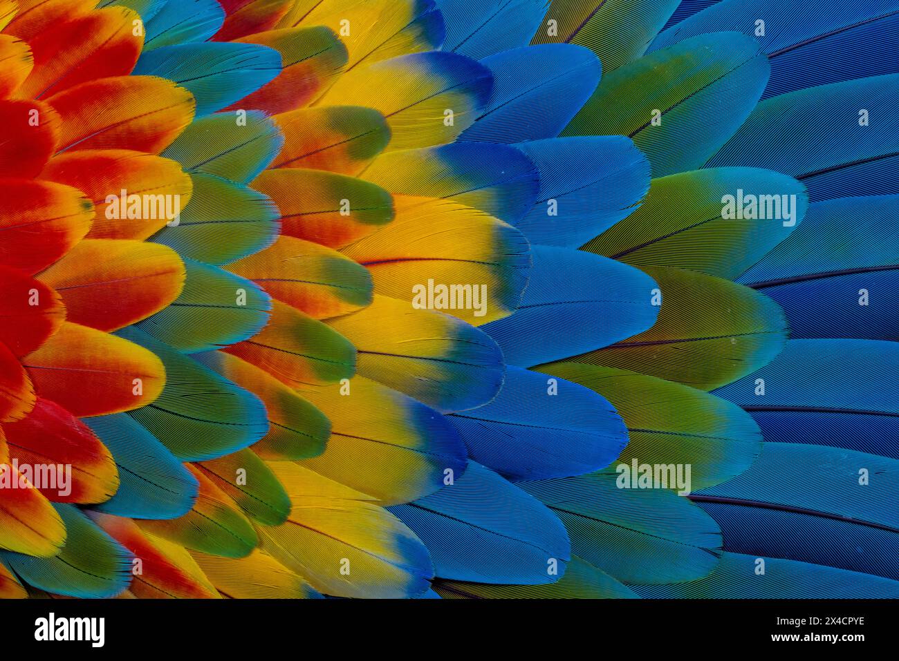 USA, Washington State, Sammamish. Feather design from a variety of ...