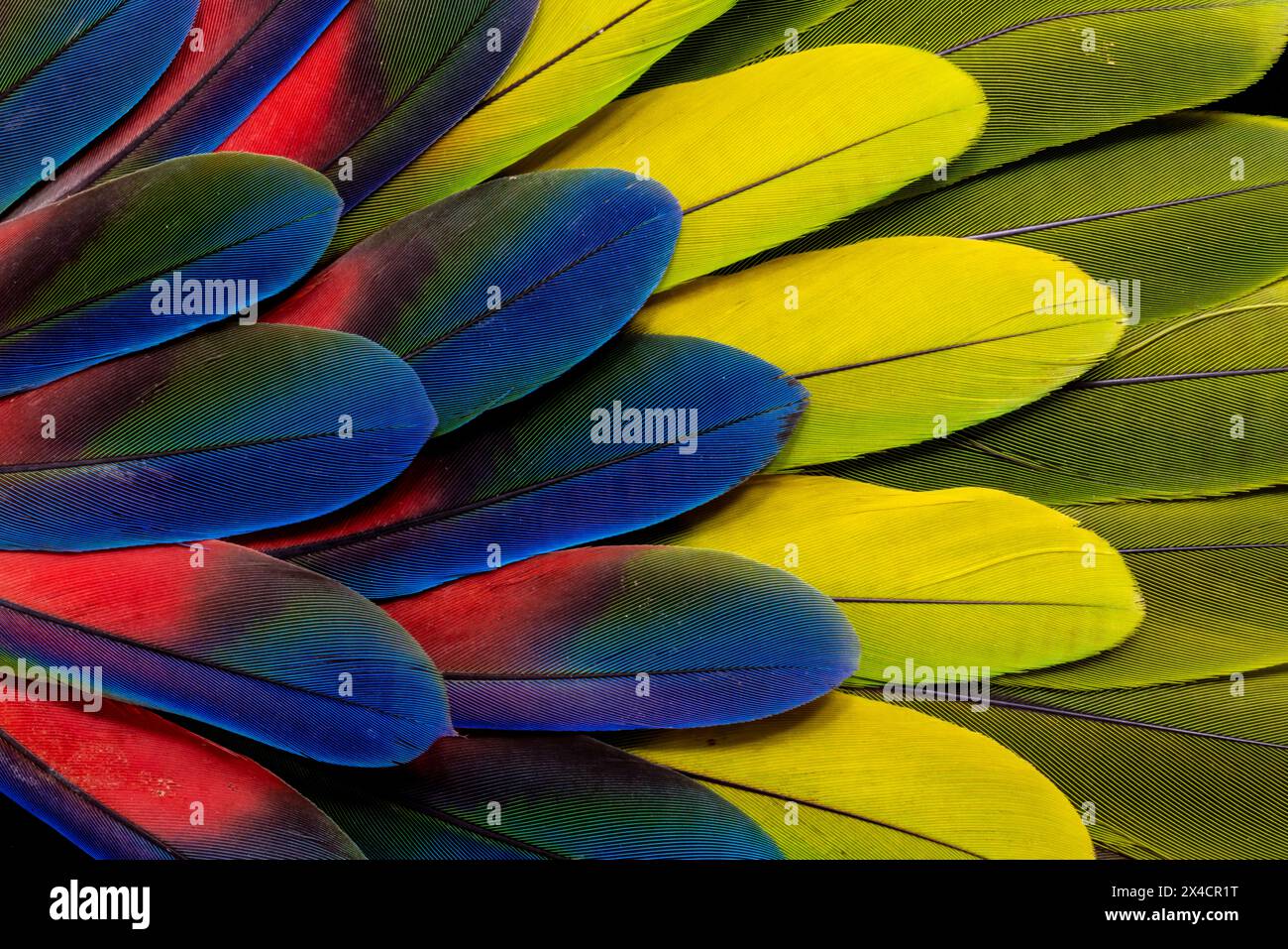 USA, Washington State, Sammamish. Feather design from a variety of ...