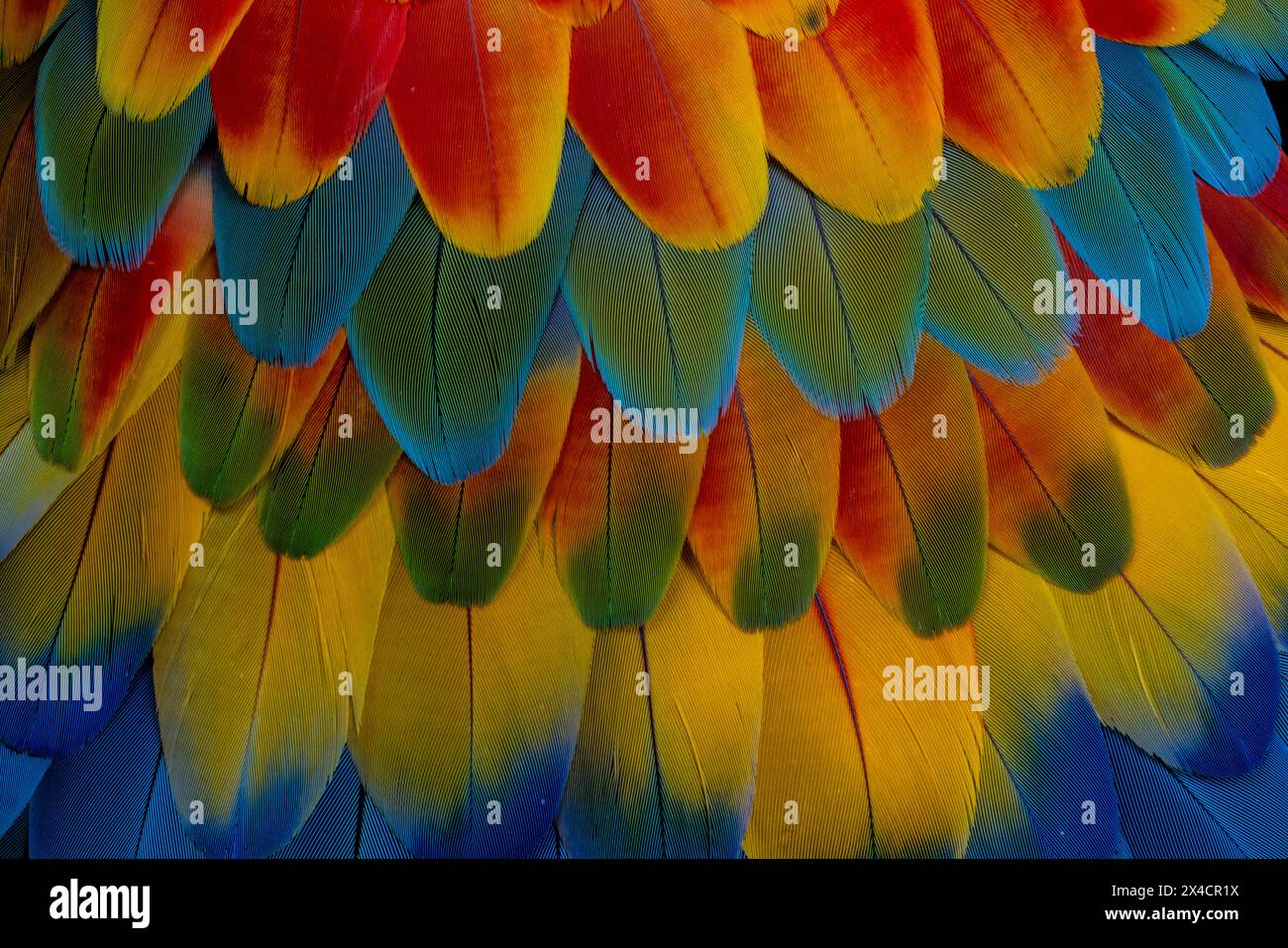 USA, Washington State, Sammamish. Feather design from a variety of ...