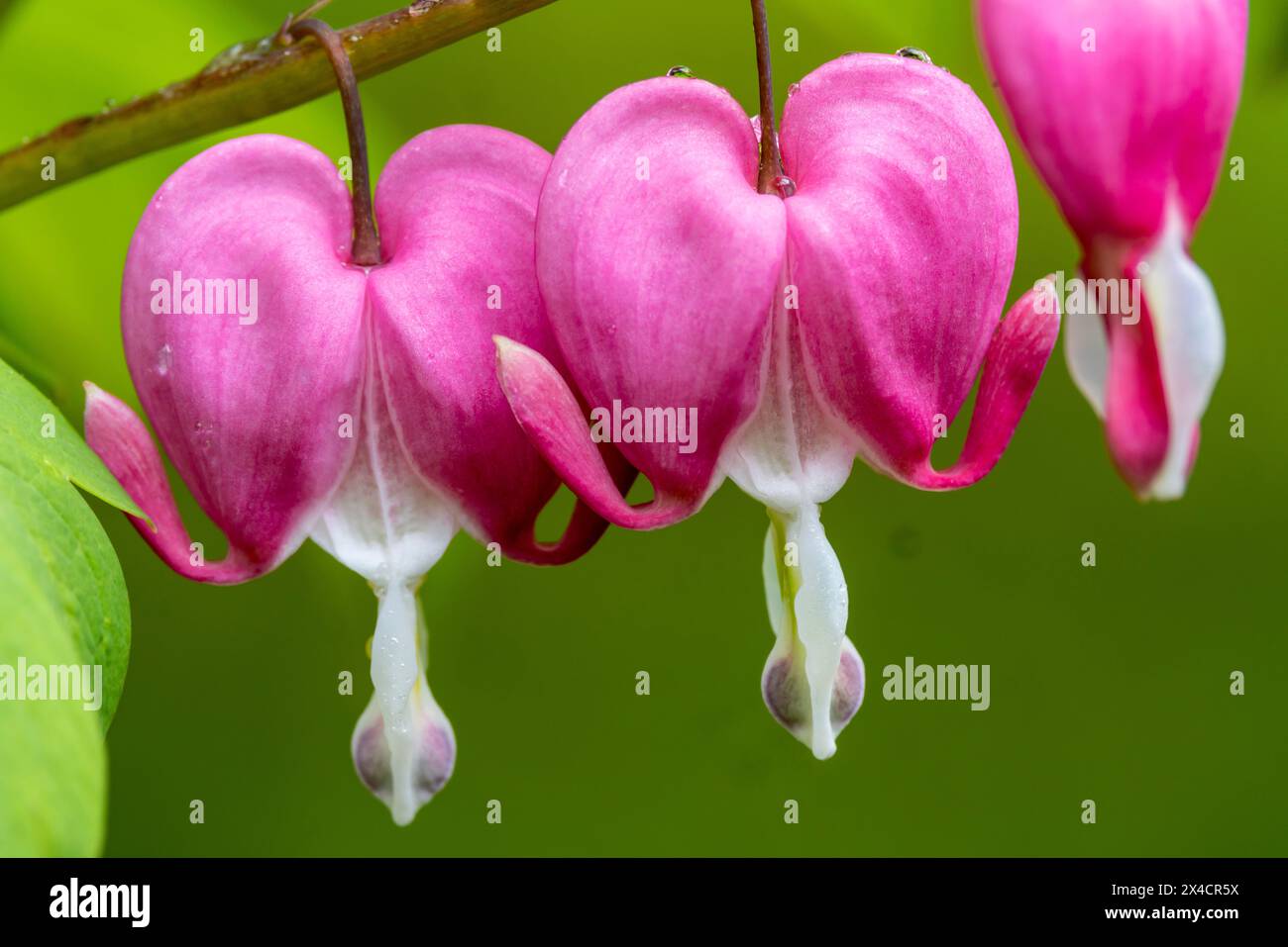 USA, Washington State, Sammamish. Close-up of bleeding heart Stock ...