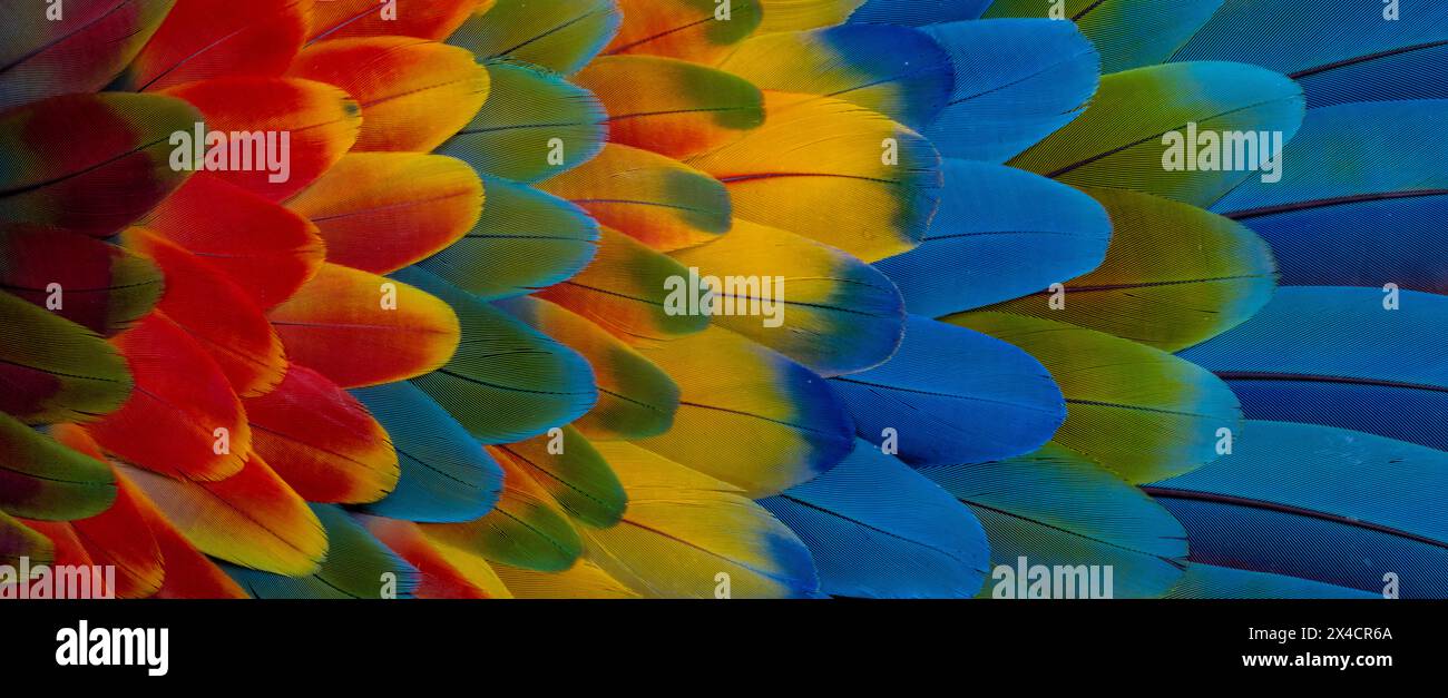 USA, Washington State, Sammamish. Feather design panorama from a ...