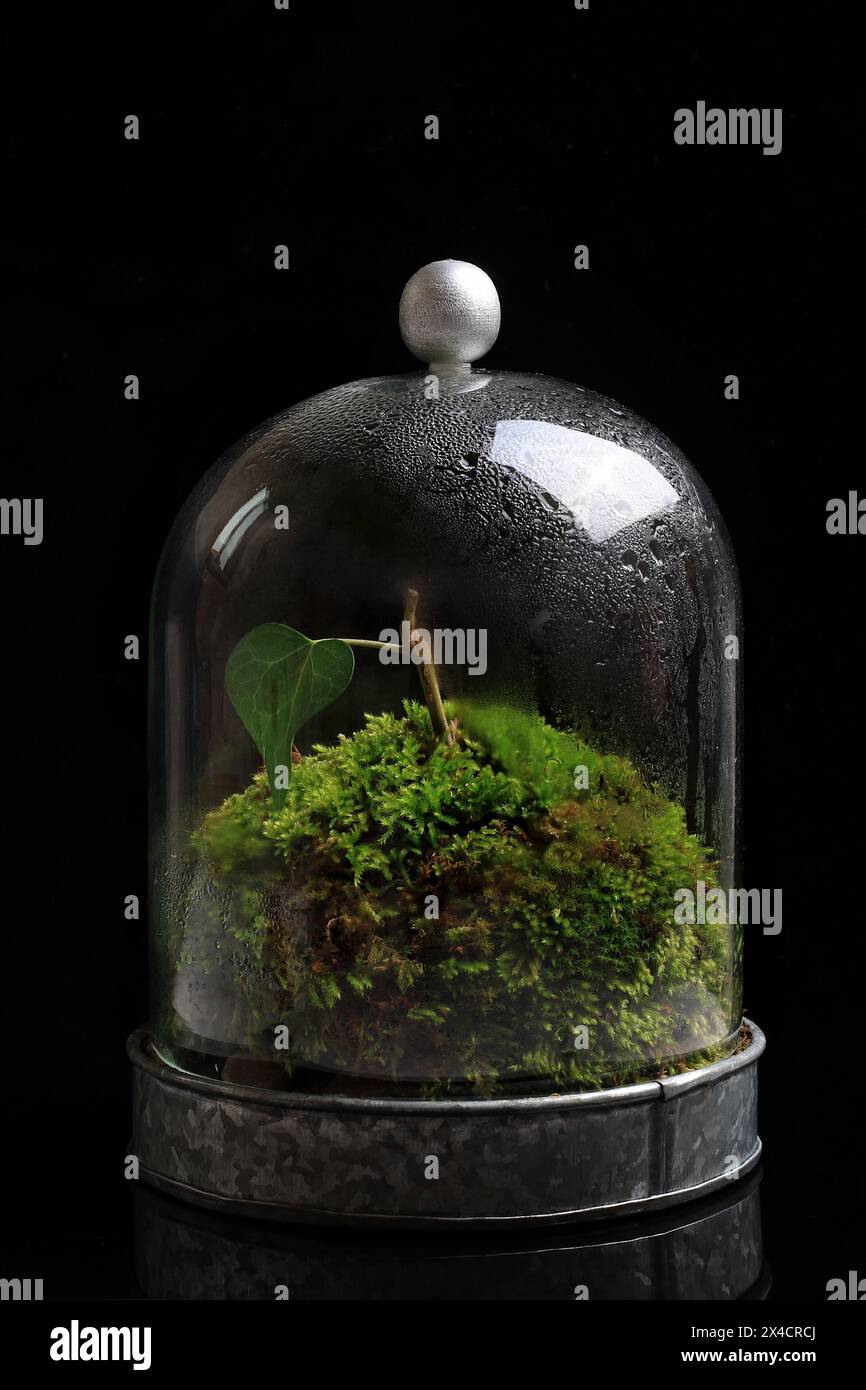 Terrarium greenery hi-res stock photography and images - Alamy