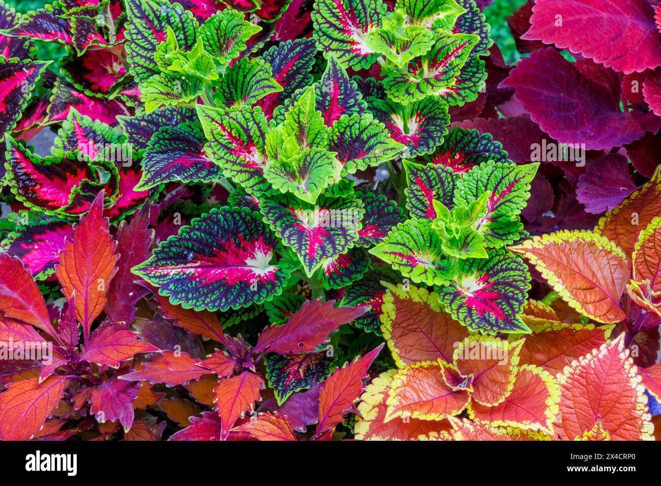 State planters hi-res stock photography and images - Alamy