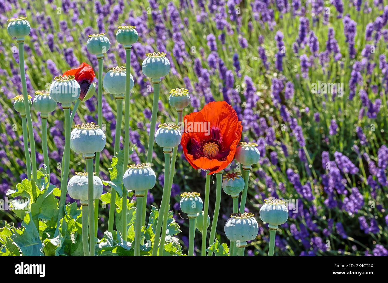Lavender and poppies hi-res stock photography and images - Alamy