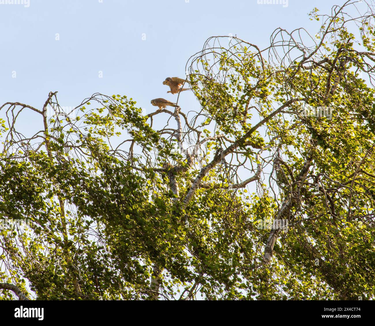 A kestrel descends on its partner to mate on a tree top early in the ...