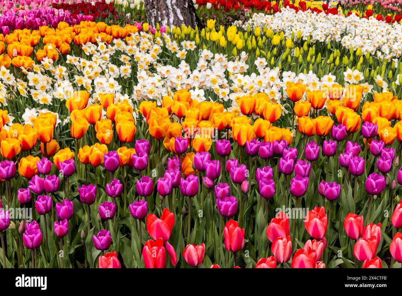 Tulip display garden hi-res stock photography and images - Alamy
