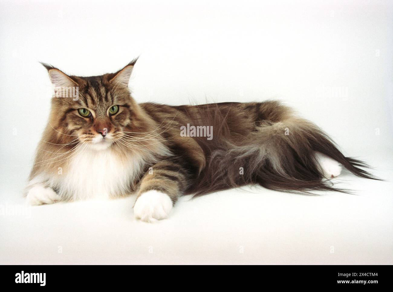 Maine Coon Brown Tabby and White Stock Photo - Alamy