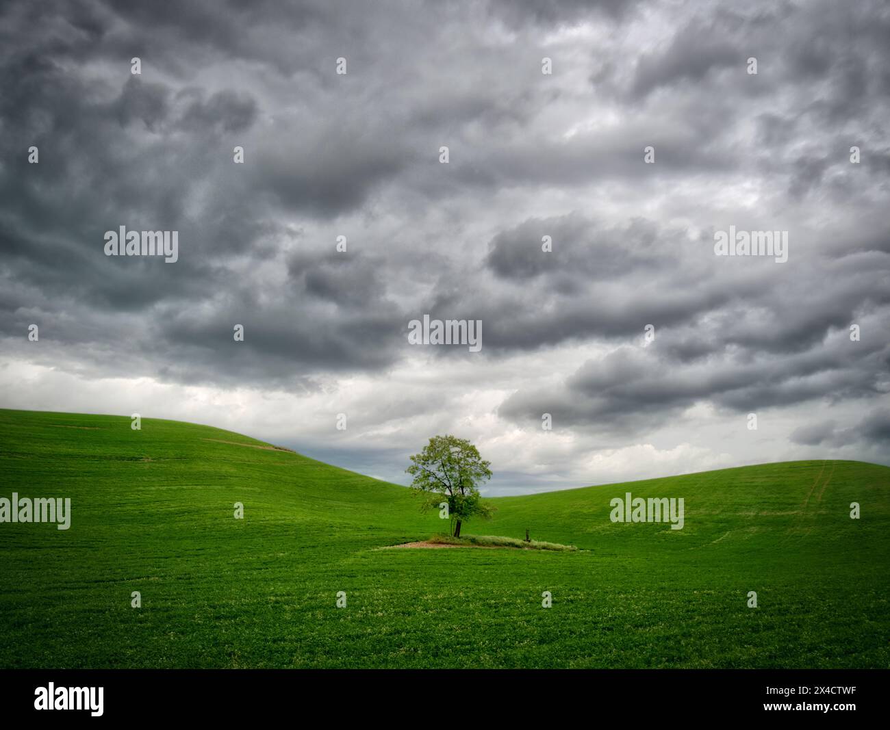 USA, Washington State, Palouse. Lone tree in a green field with storm clouds above in the ...