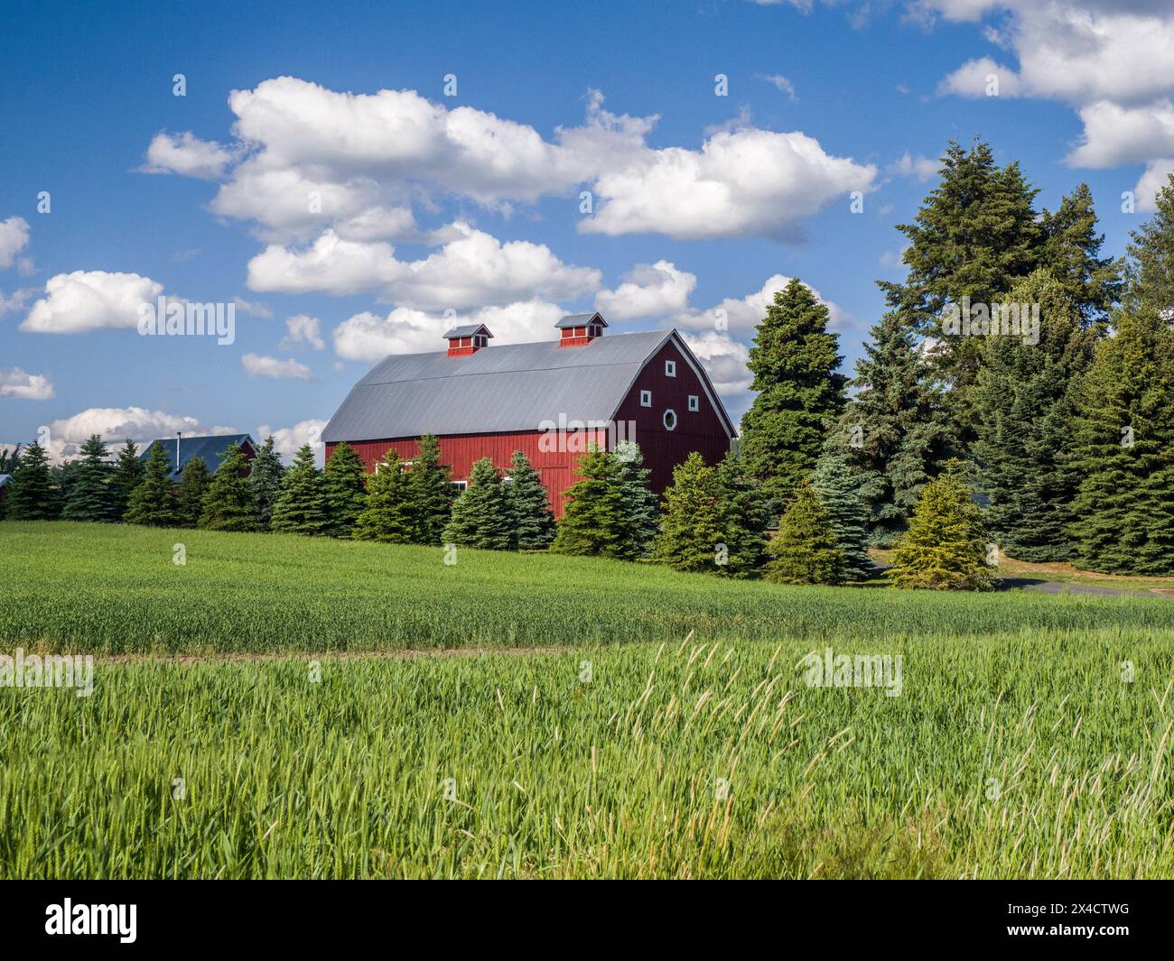 USA, Washington State, Palouse. Red barn surrounded by evergreen trees ...