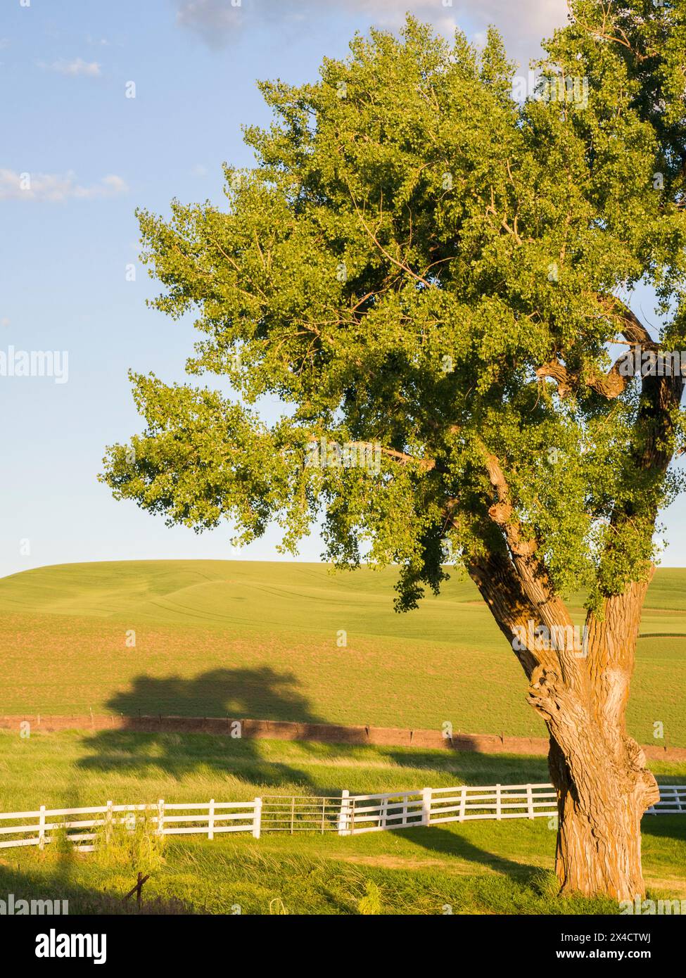 USA, Washington State, Palouse. Old tree and shadow on a country farm ...