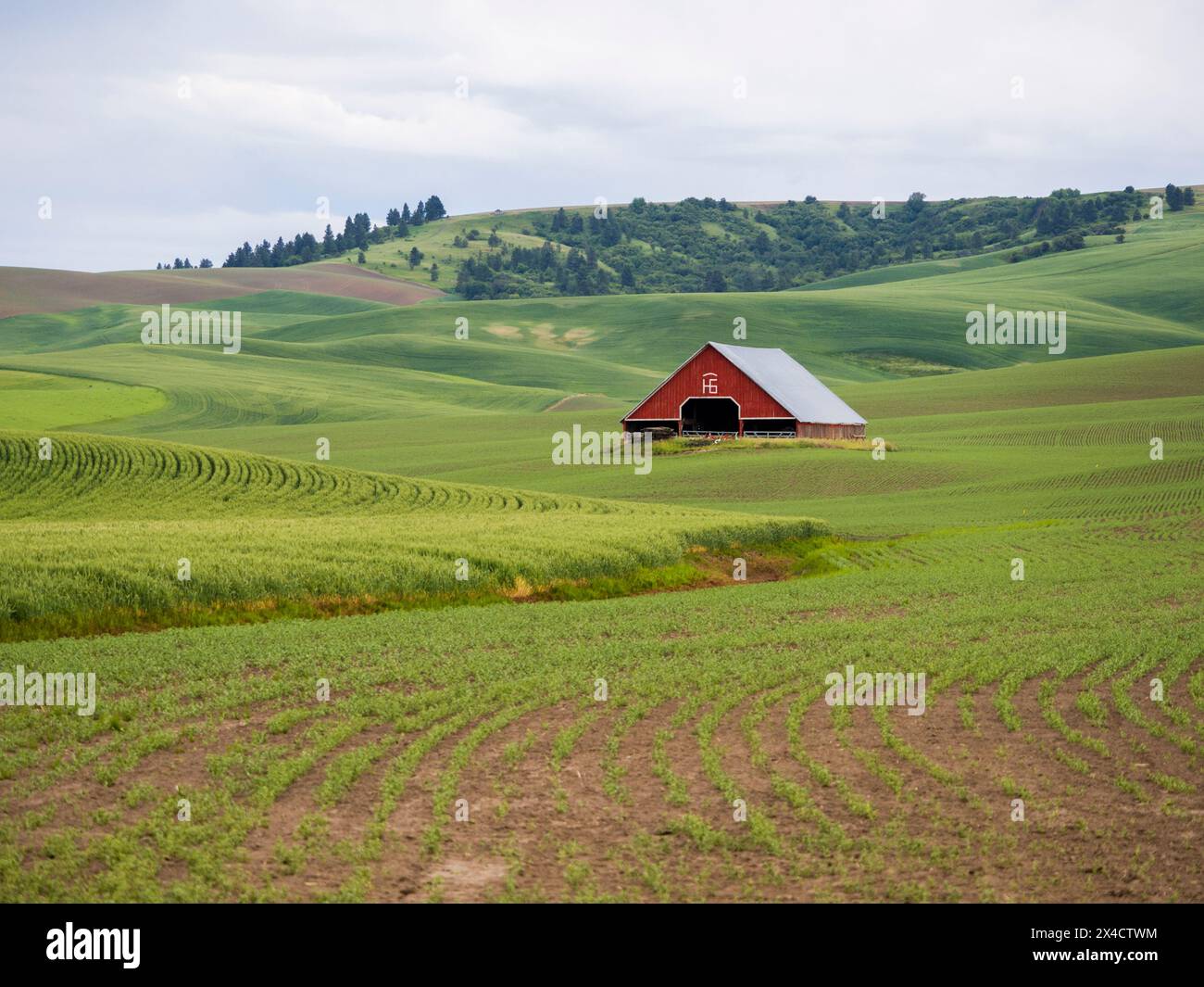 USA, Washington State, Palouse. Red barn in a field of wheat in the ...