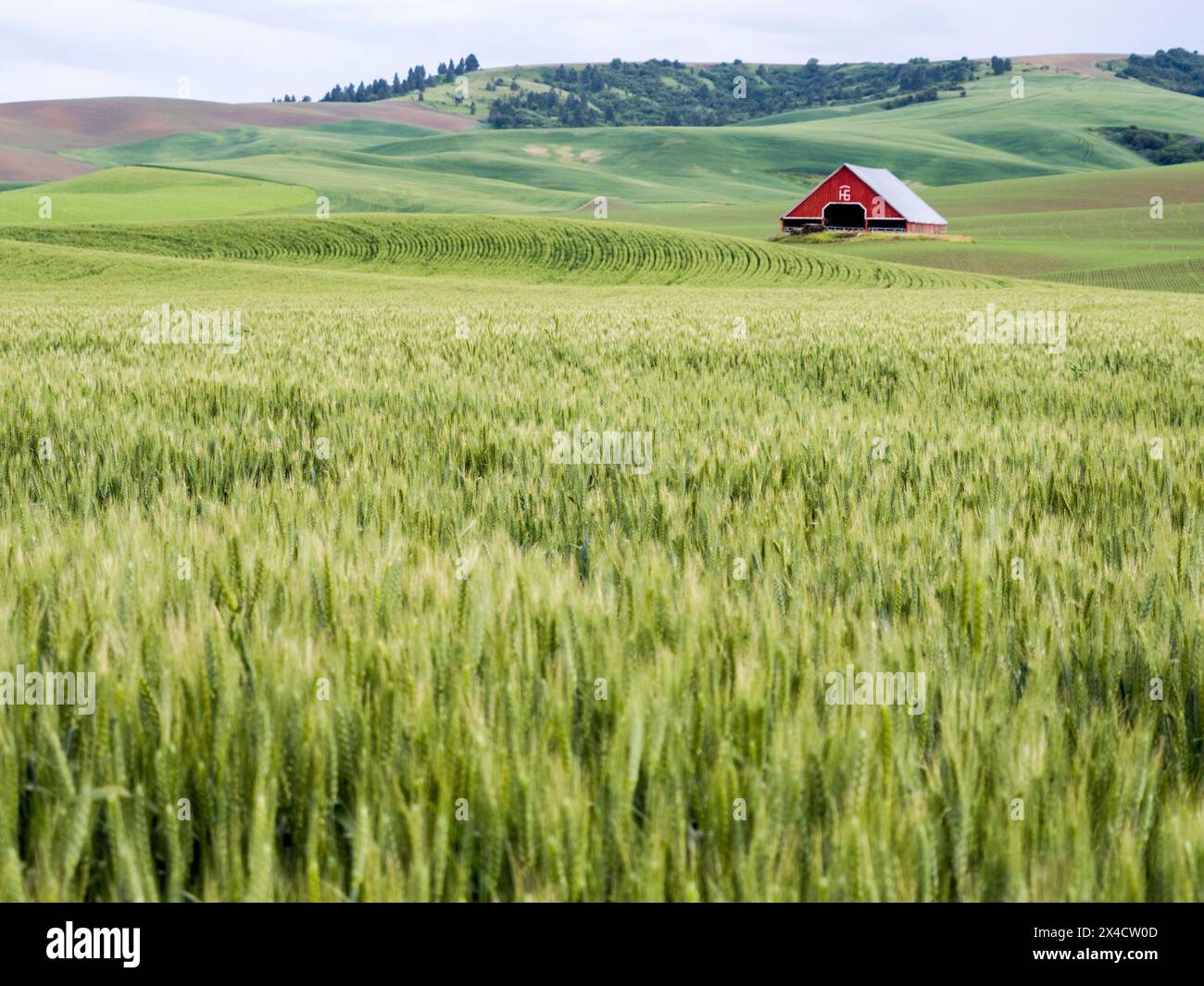 USA, Washington State, Palouse. Red barn in a field of wheat in the ...