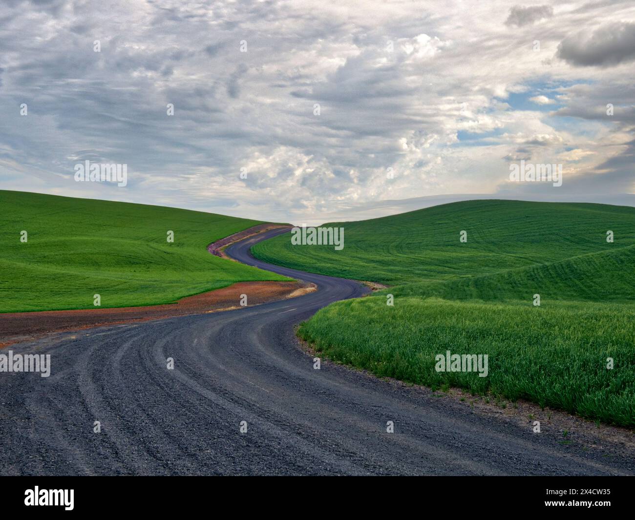 USA, Washington State, Palouse. Road winding through summer wheat crops ...
