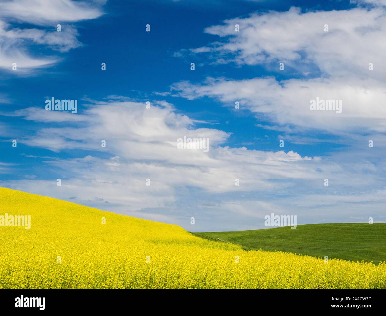 USA, Washington State, Palouse. A mixture of yellow blooming canola and ...