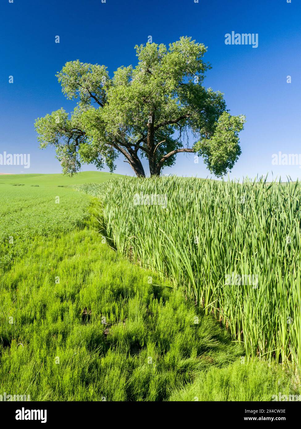 USA, Washington State, Palouse. Lone tree in a wheatfield in the ...