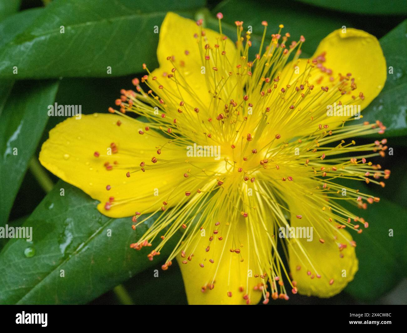 USA, Washington State, Auburn. Bright yellow Rose of Sharon (Hypericum ...