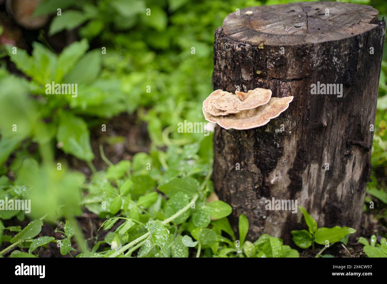 Fungal fungi fungus parasite hi-res stock photography and images - Alamy
