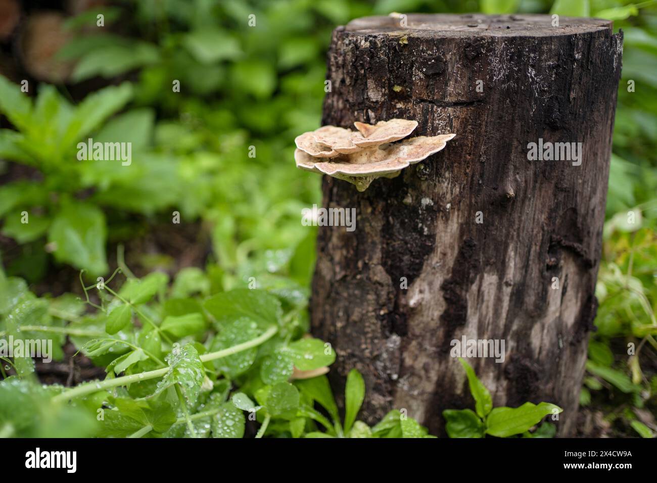Fungal fungi fungus parasite hi-res stock photography and images - Alamy