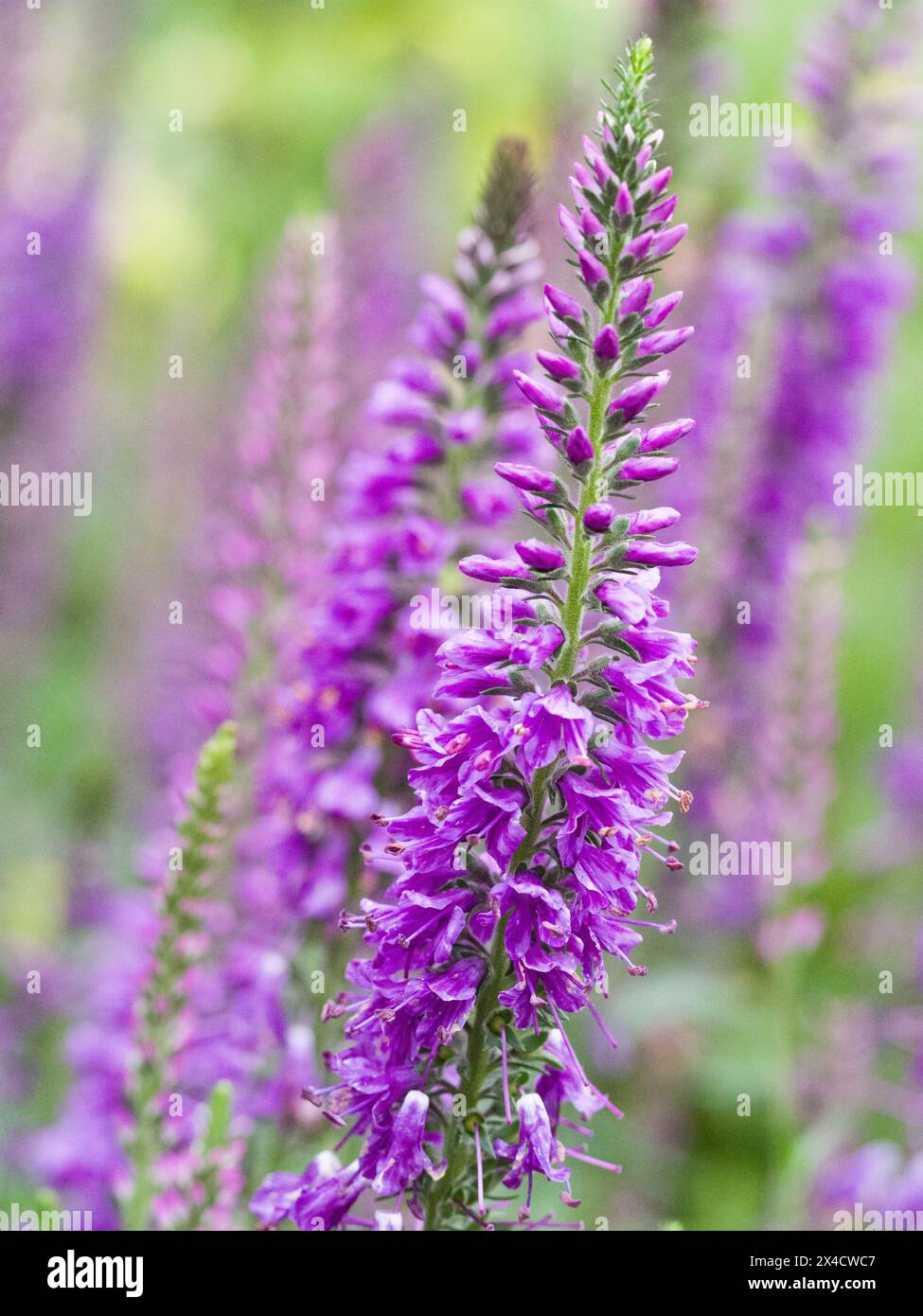 Soos creek botanical gardens hi-res stock photography and images - Alamy